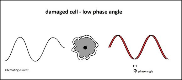 Bioimpedance analysis – it’s all about the algorithms! · seca